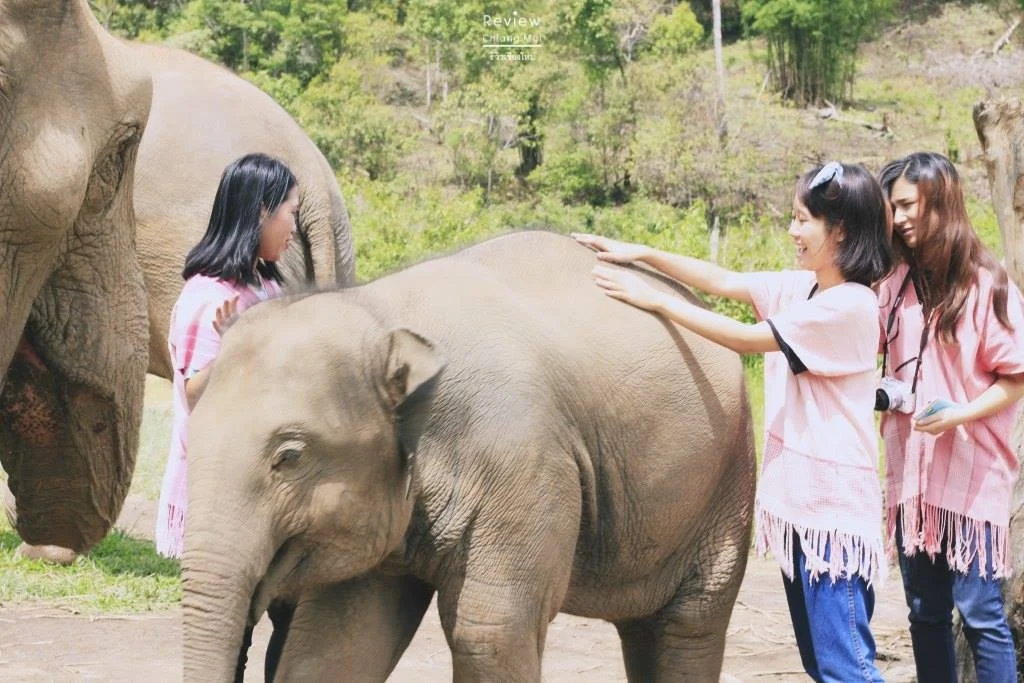 ONE DAY TRIP ประสบการณ์ เลี้ยงช้าง แบบใกล้ชิดที่แม่วาง